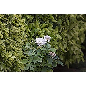 Opteka 420-800mm f/8.3 HD Telephoto Zoom Lens with UV Filter and 54" Tripod for Olympus EVOLT E-5, E-520, E-510, E-500, E-450, E-420, E-410, E-400, E-330 and E-300 Digital SLR Cameras