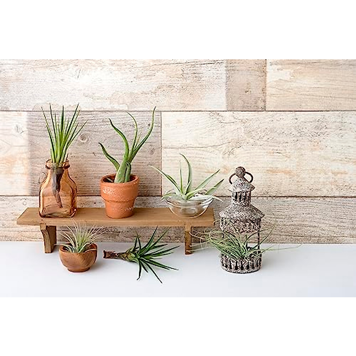 Tillandsia Air Plants Live Indoor Plants (12PK), Airplants Variety Live Plant Kit, Tropical Plants Live Houseplants, Air Plant Live Succulents Plants Live Plants Indoor House Plants by Plants for Pets