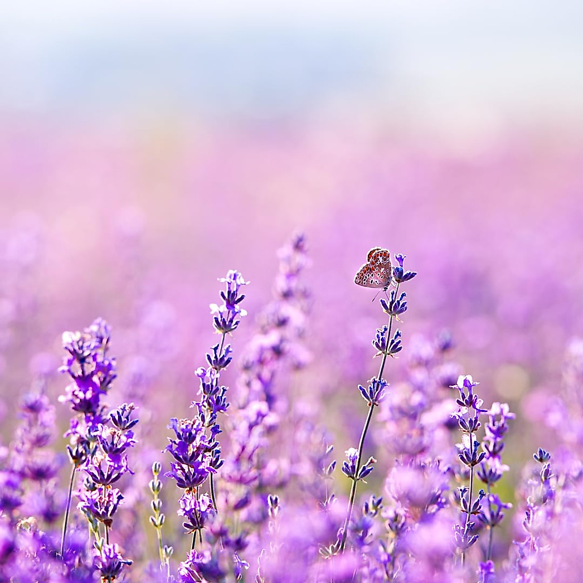 Earthborn Elements Lavender Epsom Salt, Infused with Essential Oil, Always Pure (1 Gallon)