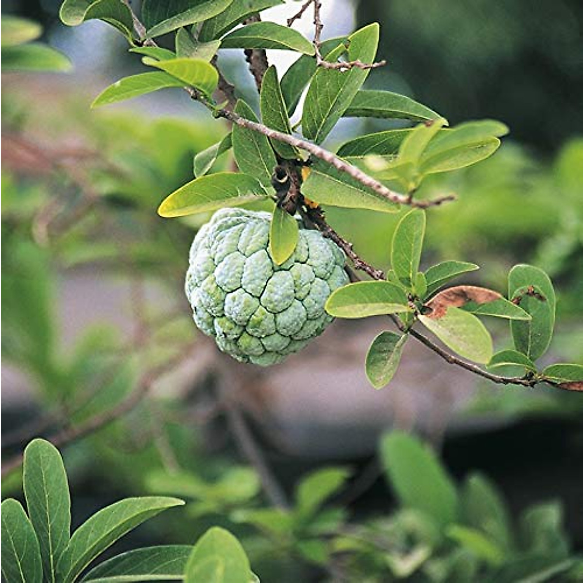 10+ Soursop Graviola Guanabana Annona Muricata Fruit Tree Seeds Fresh Tropical Fruit