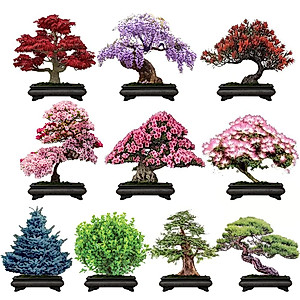 300+ Bonsai Tree Seeds – 10 Popular Varieties of Non GMO Heirloom Bonsai Seeds Blue Spruce, Boxwood, Dawn Redwood, Flame Tree, Judas Tree, Acacia, Wisteria, Cherry, red Maple, Black Pine