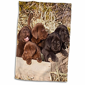 3D Rose Five Labrador Retriever Puppy Dogs-Na02 Zmu0160-Zandria Muench Beraldo Towel, 15" x 22"