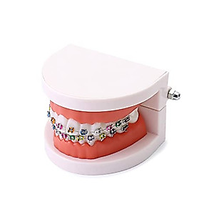 QWORK Typodonts Orthodontics Demonstration Model, Dental Tooth Research Model with Metal Wires and Ceramic Brackets, Teaching Teach Explanation Model for Adults