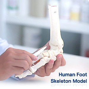 LYOU Human Foot Skeletal Model, Anatomical Model of Foot Bones with Fibula, Tibia, Tarsus, Metatarsal and Phalanges, Wire Articulation Designed to Simulate Natural Motion