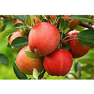 2 Honeycrisp Apple Tree Live Plant 1Ft to 2Ft Fruit Tree Tall No Ship CA Planting Ornaments Perennial Garden Ready to Grow Pots