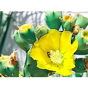 Prickly Pear Cactus Plant, Spineless Prickly Pear Cactus Rooted for Growing, 4 Inc to 7 Inc Long, Succulents Plants Live