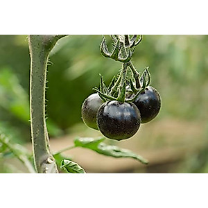 300+ Tomatoes Seeds for Planting, 6 Variety Pack Heirloom Non-GMO Small Cherry Tomato, Golden Jubilee, Black Tomato, Yellow Pear, Roma Tomato, Beefsteak Slicing Tomato