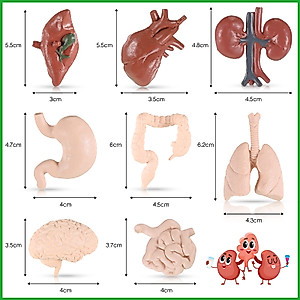 Yinkin 8 Pcs Human Body Model for Kids Mini Body Parts Sets Human Organ Model Anatomy and Physiology 3D Anatomy Model Study Tools Students Sciences Learning Kit for Kids Study Class