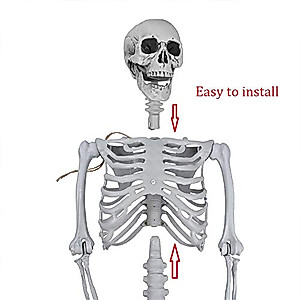 5.4ft/165cm Halloween Skeleton - Halloween Human Skeletons Full Body Bones with Movable Joints for Halloween Props Spooky Party Decoration
