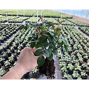 Rose "Pink Rose" Seedlings, Pink Rose Bush,Rose Hedging,Living Tinged Rose Plant,Perennial Plant Root,Home Garden Yard Decor Blooms This Year,Easy Planting