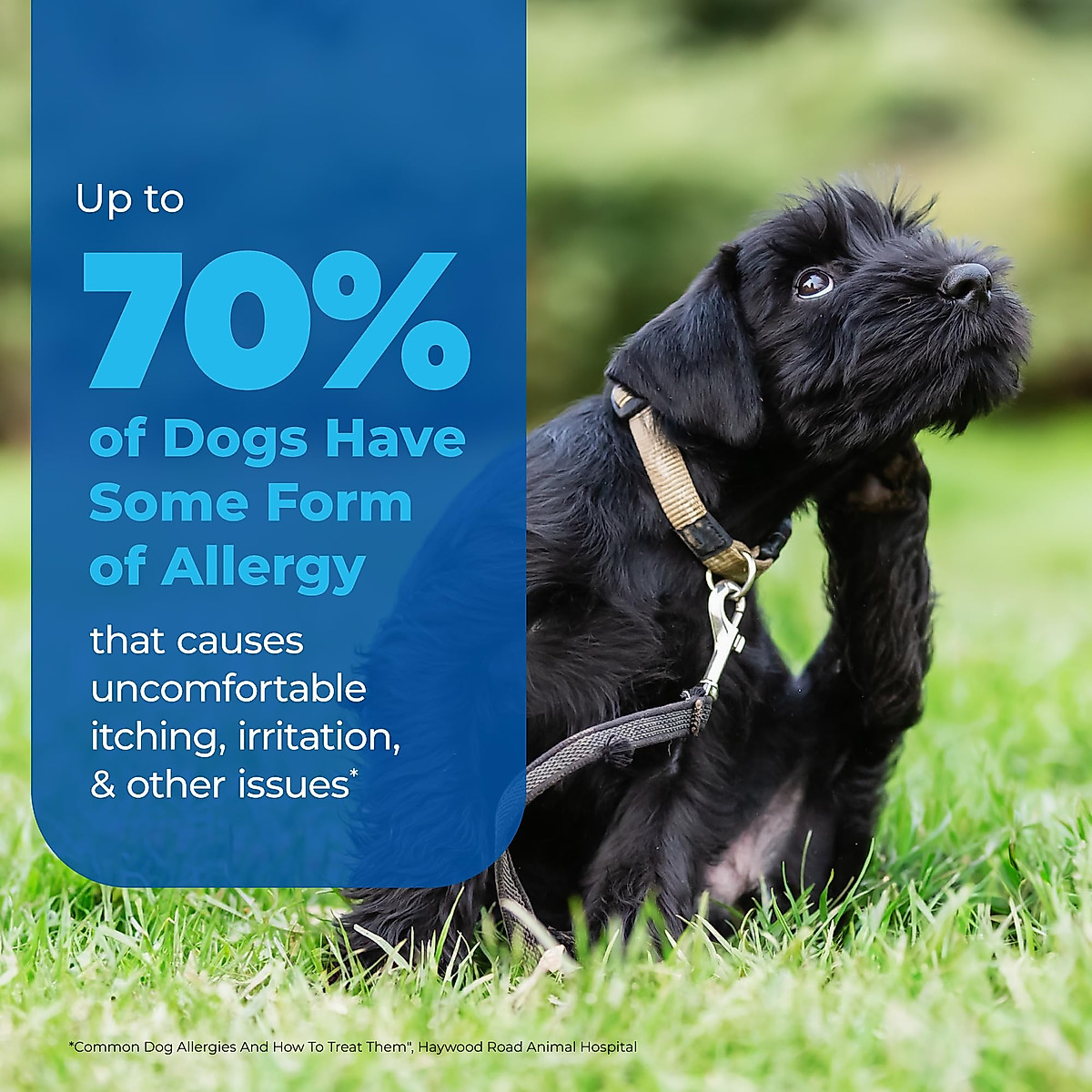 Vetnique Dermabliss Seasonal Dog Allergy Relief & Immune Support Supplement Allergy Chews for Dogs Itching and Licking with Omega 3 Fish Oil & Probiotics for Itch Relief - Vet Recommended (60ct Chews)