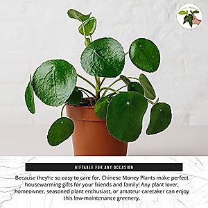 California Tropicals Rare Chinese Money Plant (Pilea Peperomioides) - Live House Plant, 4 Inch Pot for Easy Care, Perfect for Office, Home & Feng Shui Decor, Real Plants for Gardening