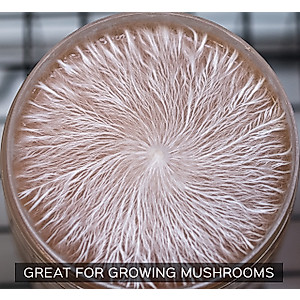 Olympus Myco Malt Yeast Extract Agar Plates (MYA) - 10 Sterile Prepoured Petri Dishes for Mushroom Cultivation & Science Projects - Now with Improved Packaging