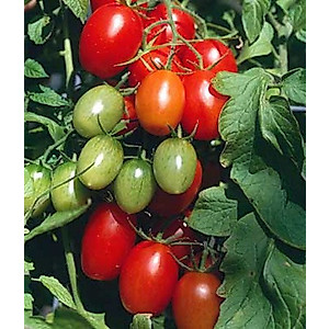 Juliet Grape Tomato 15 Seeds - High yields!