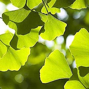 CHUXAY GARDEN 5 Seeds Ginkgo Biloba,Maidenhair Tree,Fossil Tree, Icho Beautiful Deciduous Trees Stunning Yellow Color Exotic Charm Long-Live Great for Garden