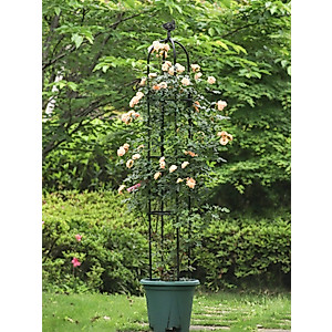 6 Feet Tall Garden Trellis for Climbing Plants Kalolary Garden Tower Obelisk Trellises Rustproof Metal Potted Plant Climbing Support for Indoor Outdoor Flowers Vegetable Fruits Vines Support (Black)