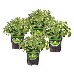Bonnie Plants Italian Oregano Live Herb Plants, Perennial in Zones 5 to 10, Full Sun to Part Shade, 4 Pack