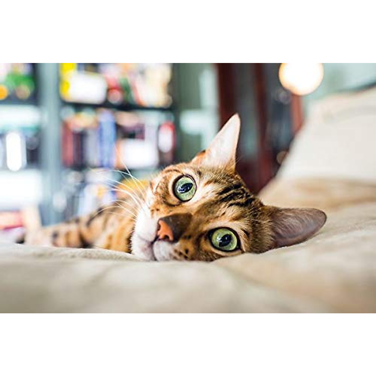 I LOVE MY PETS LLC Turmeric cat - Cats Joint Health with Turmeric - Powerful Formula - VETS Choice - Vitamin c for Cats - 1 Bottle (60 Treats)