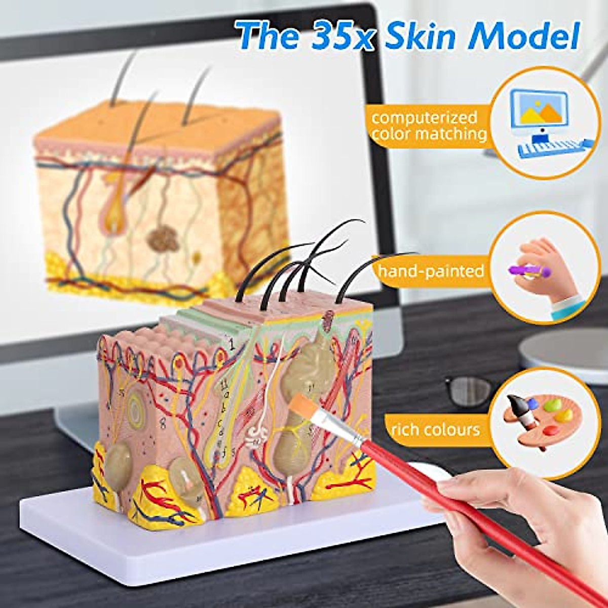 faruijie Human Skin Model 35x - 35 Times Skin Structure Anatomical Model Skin Color Model Teaching Medical Model