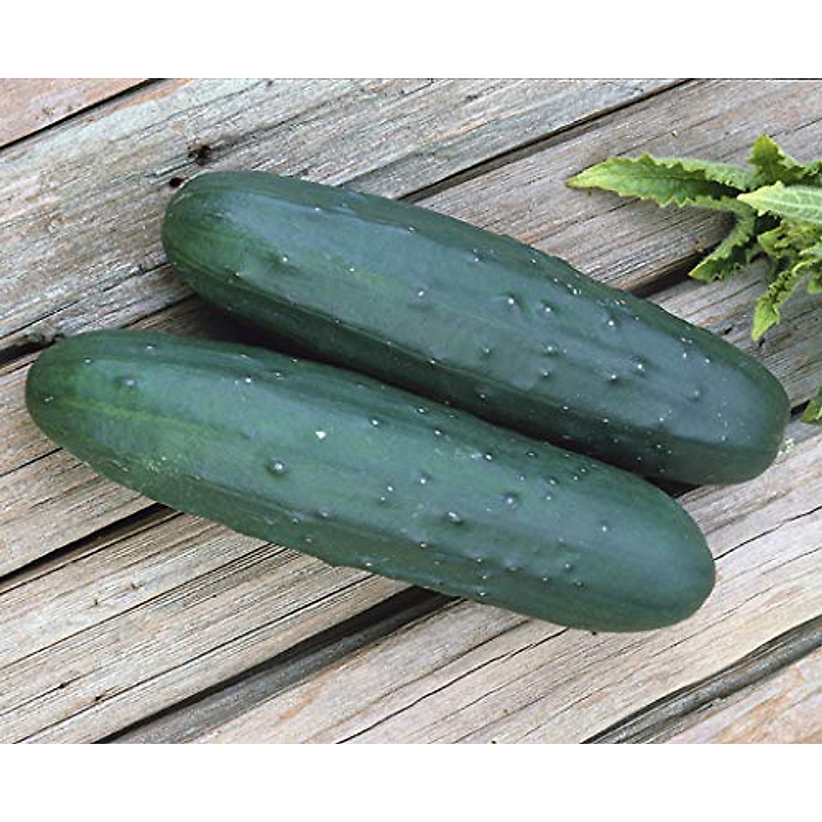 "Cobra" Cucumber Seeds for Planting, 25+ Seeds Per Packet, (Isla's Garden Seeds), Non GMO Seeds, Botanical Name: Cucumis sativus, Great Home Garden Gift