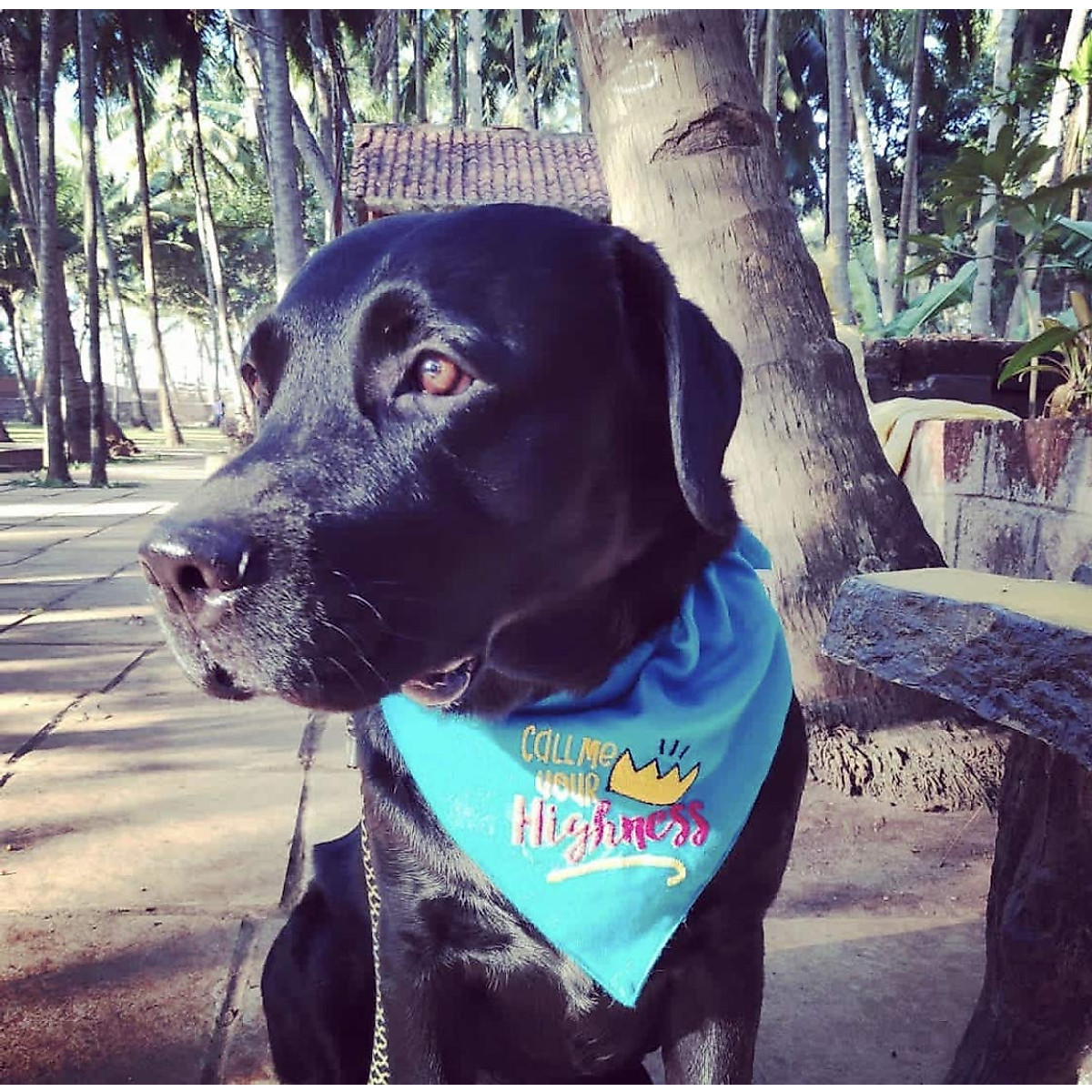 That Dog In Tuxedo Call me Your Highness Dog Bandana/Dog Scarf with Adjustable Dog Collar (Size XL)