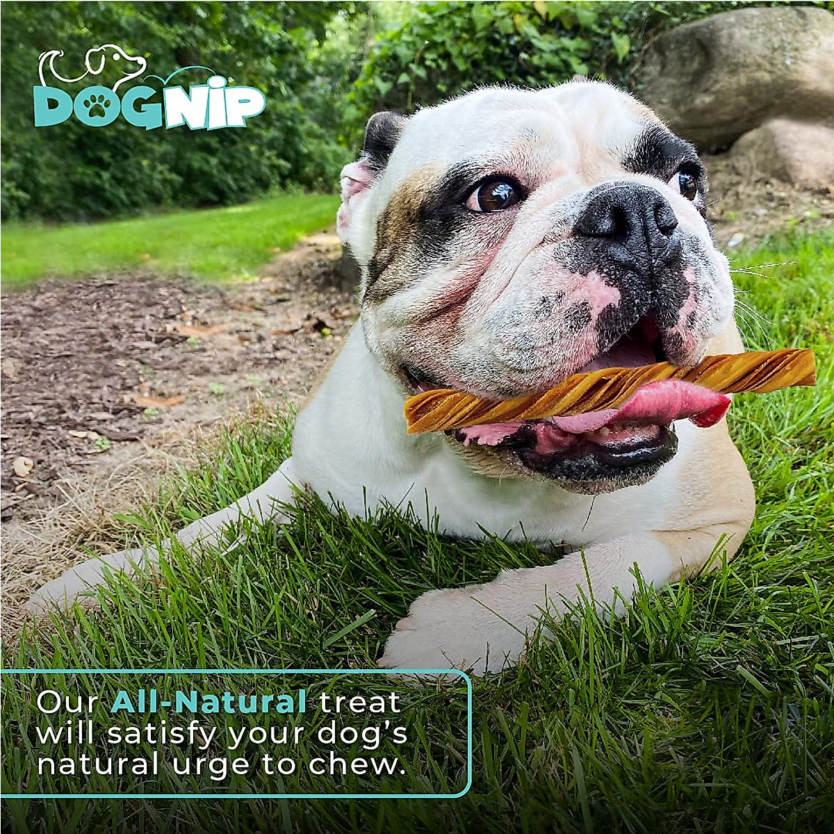 Dog Nip! 12" Tripe Twists - Crunchy Snack - Natural Grass Fed Organic Beef - Rawhide Alternative - Promotes Dental Health - Fully Digestible - Healthy Dog Treat Chews…