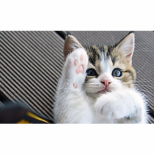 PET SUPPLEMENTS Sensitive Stomach cat Food - Digestive AID - for Cats - Advanced PROBIOTIC - CHEWABLE - Digestive enzymes Cats - 3 Bottle (180 Chews)