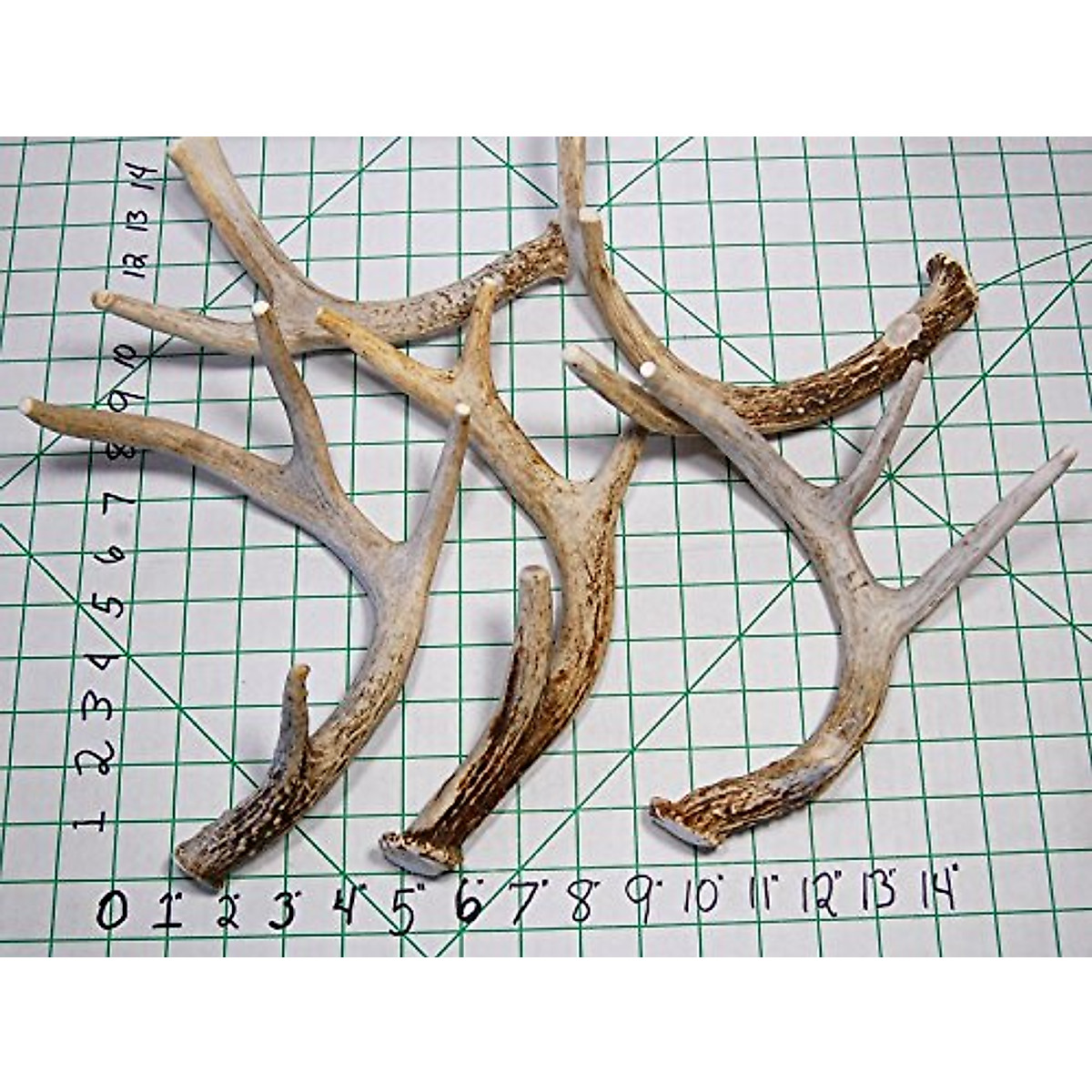 Big Dog Antler Chews - Whitetail Deer Antler Dog Chew, Medium, 8 Inches to 13 Inches Long, Natural, Healthy Long-Lasting Treat. for Medium to Large Size Dogs and Puppies! Happy Dog Guarantee!