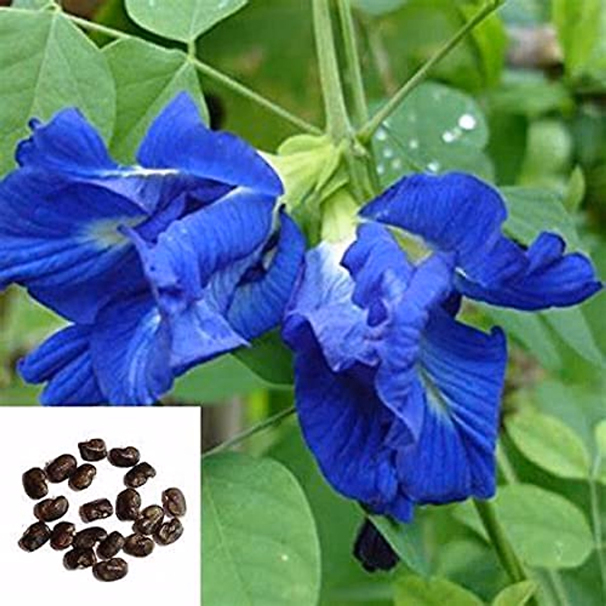 CHUXAY GARDEN 10 Seeds Blue Clitoria Ternatea,Asian Pigeonwings,Bluebellvine,Blue Pea,Butterfly Pea,Cordofan Pea,Darwin Pea Fabaceae Rare Blue Flowers Atract Butterflies Great for Garden