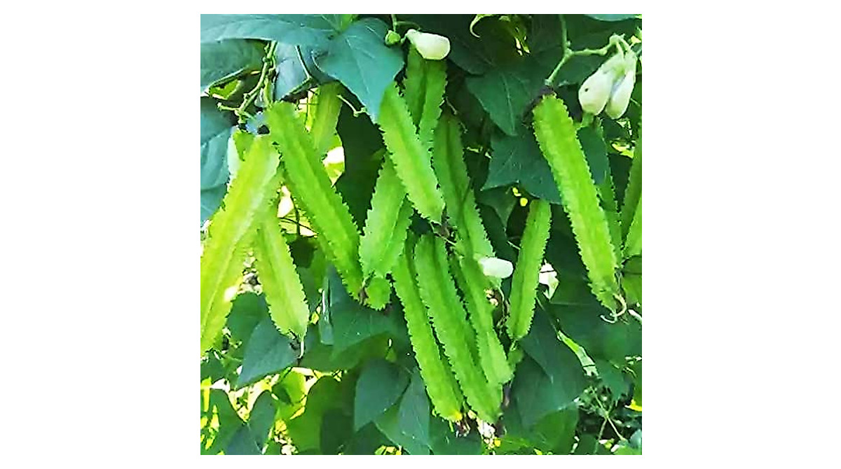 Buy Winged Bean Seeds – Edible Parts & High Protein Content | Marde Ross