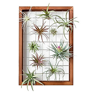 Mkono Air Plant Frame Hanging Airplant Holder Tillandsia Display Hanger Wooden Shelf Wall Decor for House Plants, Succulent, Christma Gifts for Plant Lovers, 16" (Plant Not Included)