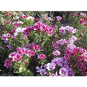 Seeds Satin Flower (Godetia) Mix Large Flower Indoor Garden Beautiful Flowers Annual for Planting Non GMO