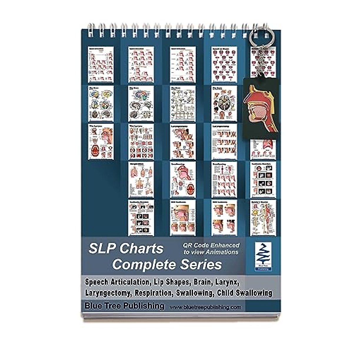 Speech Language Pathology SLP Charts Complete Series with QR Codes for Animation with Mini Head Model, Swallowing, Brain, Larynx, Lungs, Speech Articulation, Voice and More