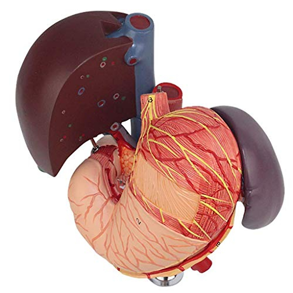 Educational Model, Assembly Educational Model Hepatopancreatic Duodenal Section Model Duodenal Anatomical Model Human Internal Organs Anatomical Model For Study Teaching Model For School,Education Te