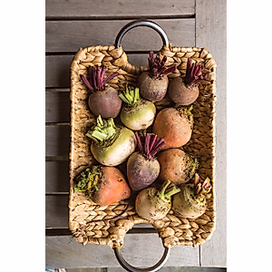 Burpee Three Color Blend Beet Seeds 200 seeds