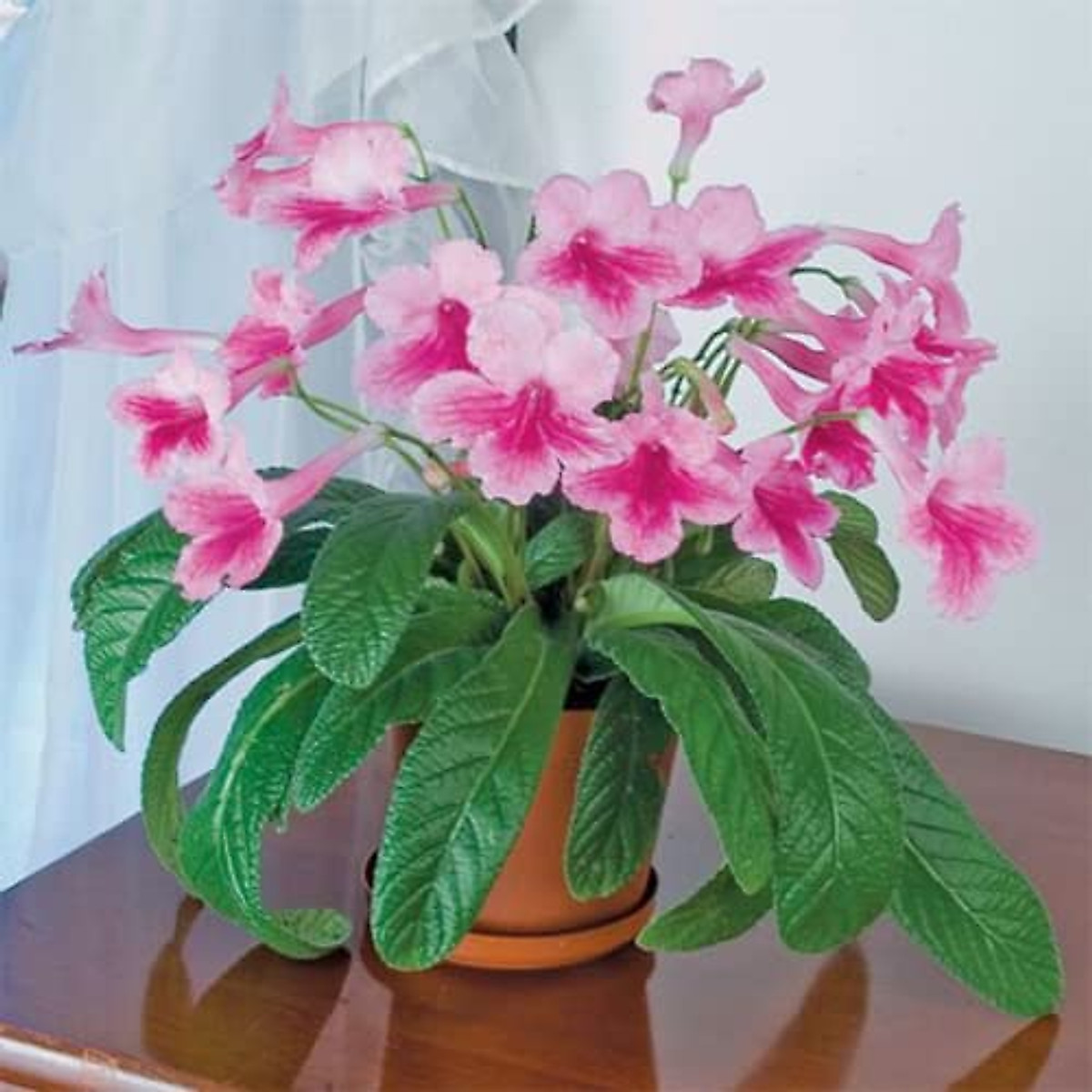 CHUXAY GARDEN Mix Streptocarpus Glandulosissimus,Cape Primrose 100 Seeds White Pink Purple Red Lovely Flowers Showy Accent Plant Easy to Grow & Maintain