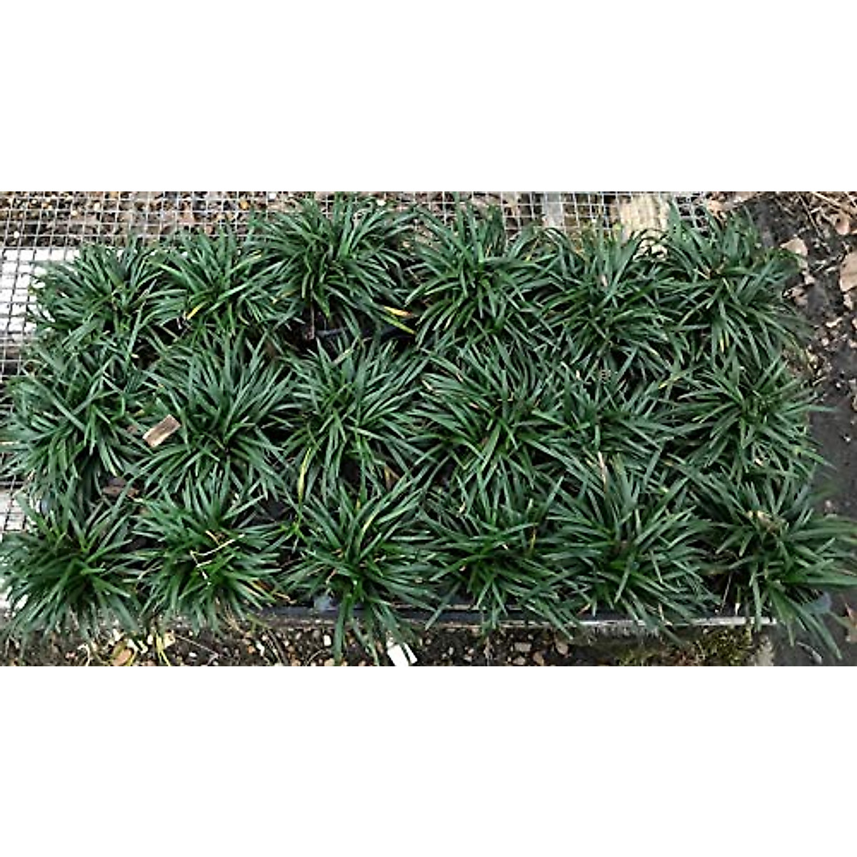 Dwarf Mondo Grass Qty 90 Live Plants Shade Loving Evergreen Ground Cover