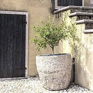 PERFECT PLANTS Arbequina Olive Live Plant, 2-3ft, includes Care Guide