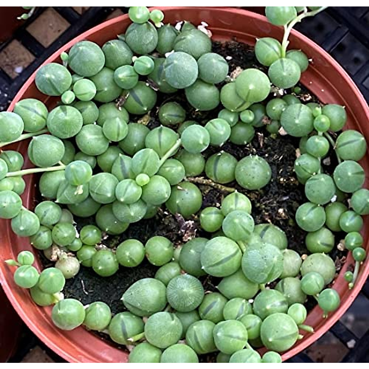 4" String of Pearls, Live Trailing Succulent Fully Rooted in Pots with Soil Mix, Rare House Plant for Home Office Wedding Hanging Decoration, DIY Projects, Party Favor Gift