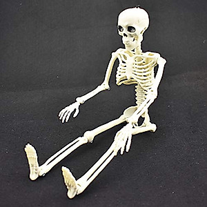 XONOR 16” Posable Halloween Skeleton- Full Body Halloween Skeleton with Movable Joints for Haunted House Props Decorations (1pc)