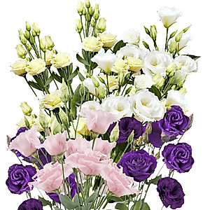 Lisianthus Flower Seeds for Planting - 200 Annual Lisianthus Mixed Double Flower Seeds Non-GMO Lisianthus Seeds