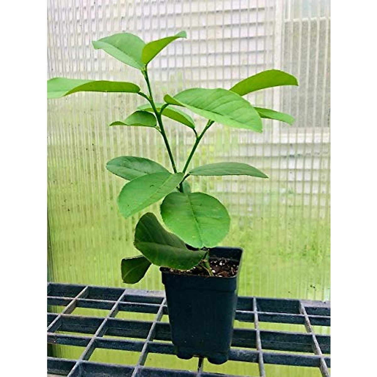 Meyer Lemon Tree 6" To 10" Live Plant
