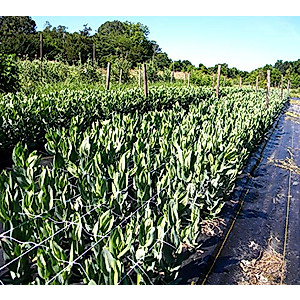 Tenax 100521793 Hortonova SM Plant Trellis Net, 48" x 328' White