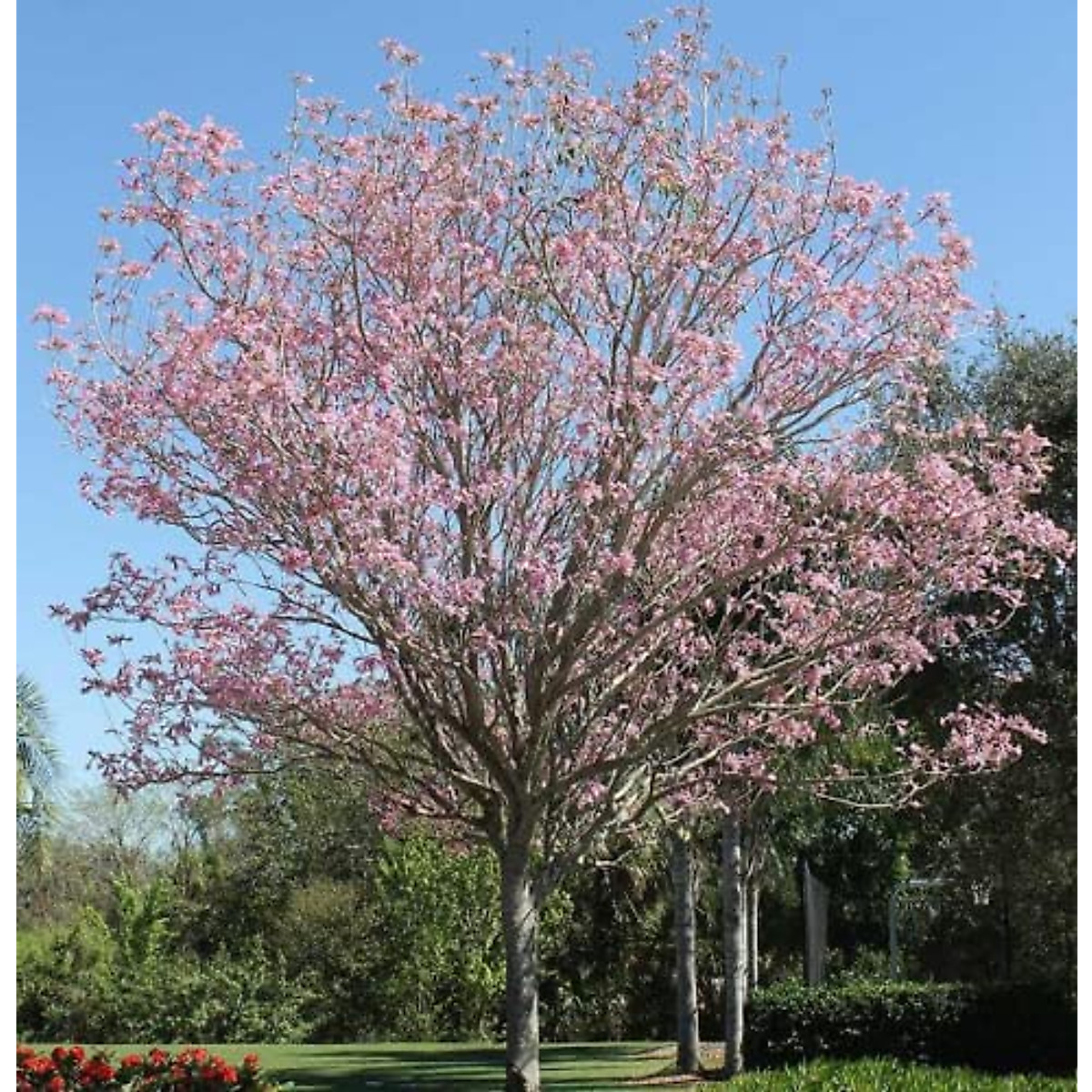 CHUXAY GARDEN Tabebuia Heterophylla Seed,Pink Trumpet Tree 10 Seeds Exotic Flowering Tree Highly Fragrant Wonderful Choice for Garden