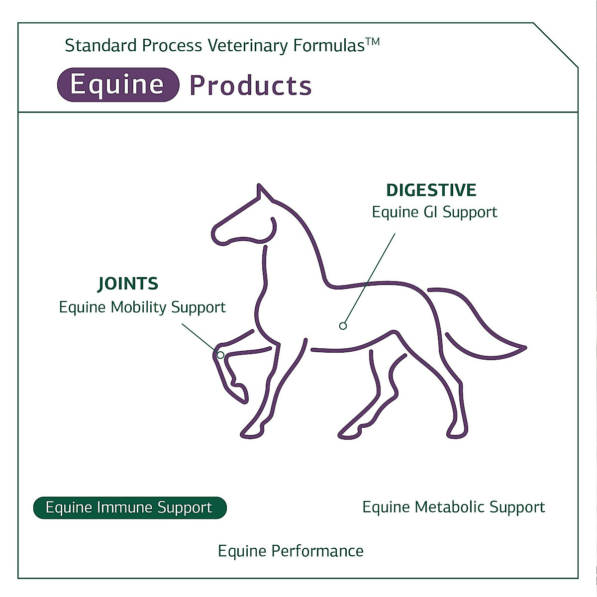 Standard Process Equine Immune Support - Whole Food Horse Supplies for Immune Support with Whey Protein, Magnesium Citrate, Kale, Sunflower Lecithin, L-Glutamine, Turmeric Root - 30 Ounce