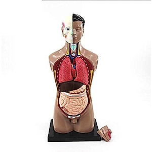 PSVOD Torso Model - Human Internal Organs Anatomy Male Female Torso Anatomical Model - Human Body Torso Model,Medical Teaching Learning Model Exquisite