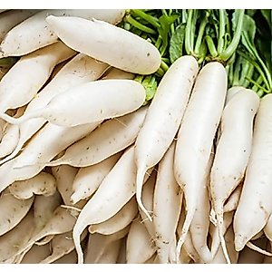Japanese Daikon Radish Seeds for Planting - 100 Heirloom Non GMO Seeds - Full Planting Instructions to Plant & Grow a Home Vegetable Garden - Great Gardening Gift, 1 Packet