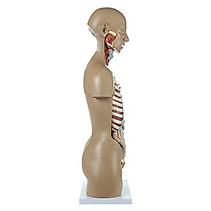 Axis Scientific 18-Part Premium Unisex Human Torso Model | Detailed Life-Size Human Body Model has 18 Removable Human Organs | Includes Detailed Product Manual