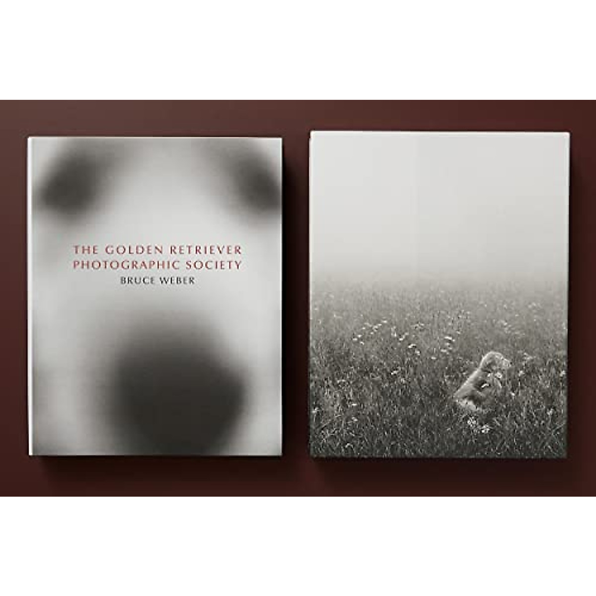 The Golden Retriever Photographic Society