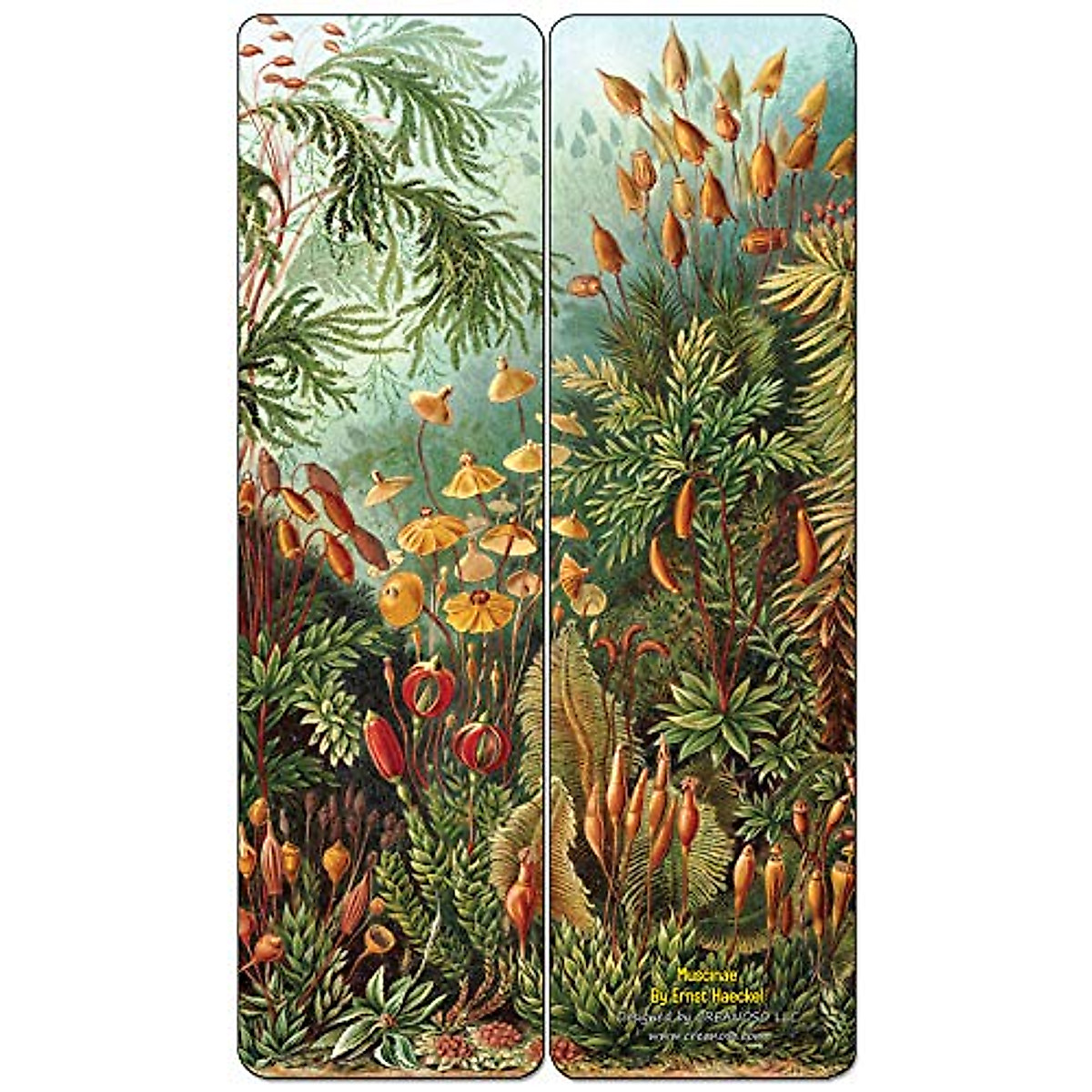 Creanoso Ernst Haeckel Bookmarks Series 2 (60-Pack) - Premium Quality Gift Ideas for Children, Teens, & Adults for All Occasions - Stocking Stuffers Party Favor & Giveaways